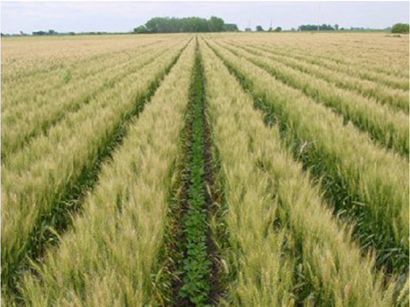 Intercropping Natural Water Retention Measures